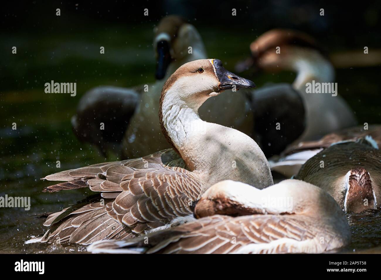 Chinese goose close-up, goose family Stock Photo - Alamy