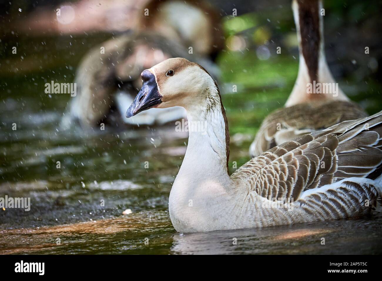 Chinese goose close-up, goose family Stock Photo - Alamy