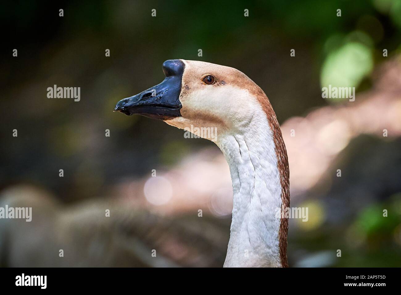 Chinese goose head close-up Stock Photo - Alamy