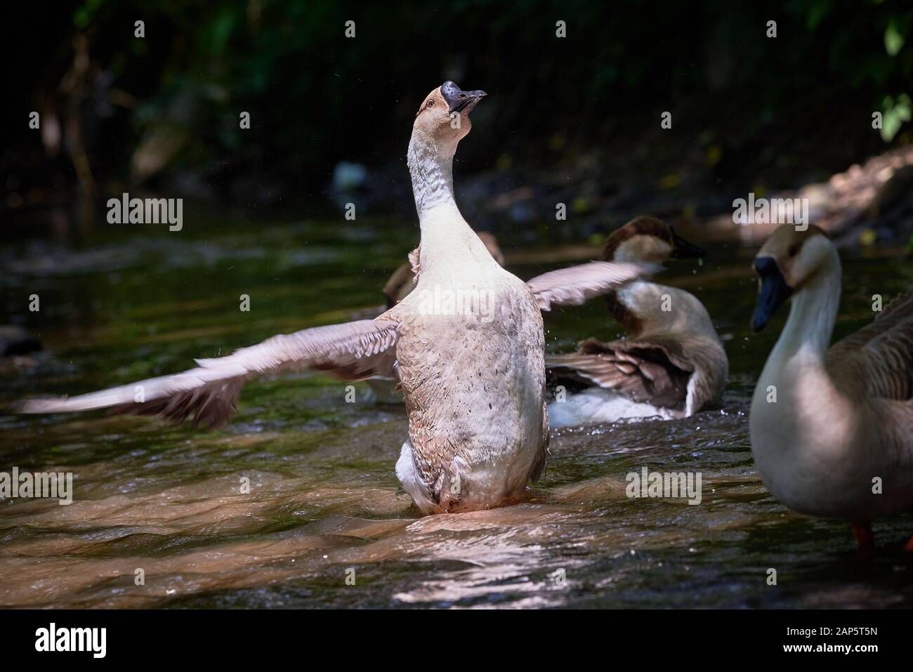 Chinese goose flapping wings Stock Photo - Alamy