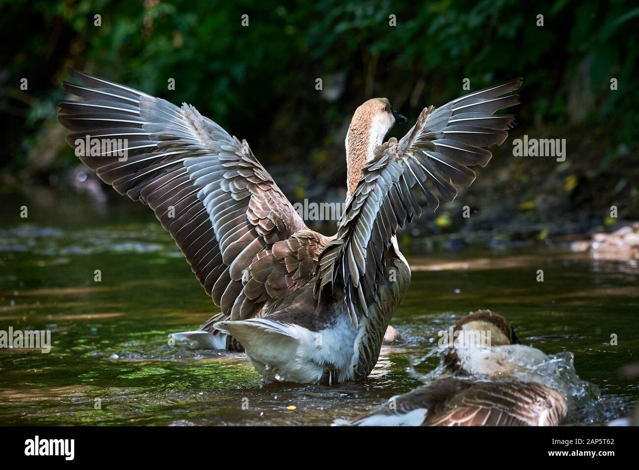 Goose wings flapping baby hi-res stock photography and images - Alamy