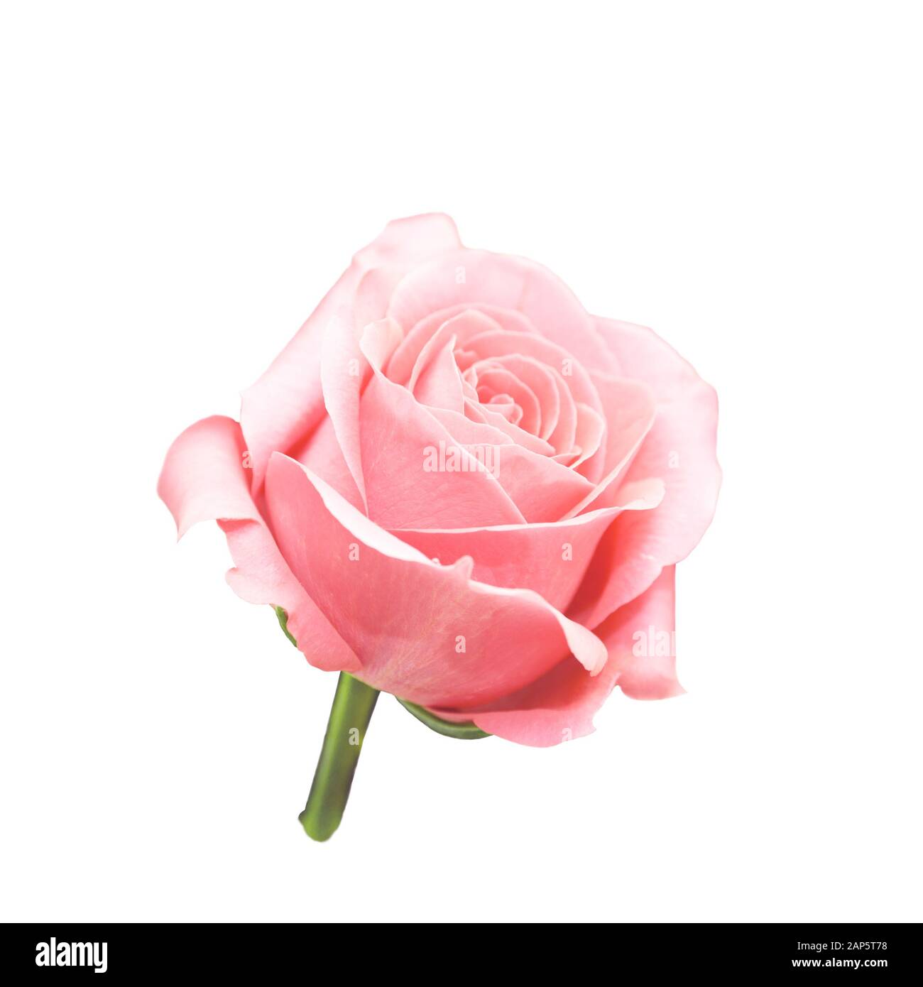 One pink rose flower isolated on white background Stock Photo - Alamy