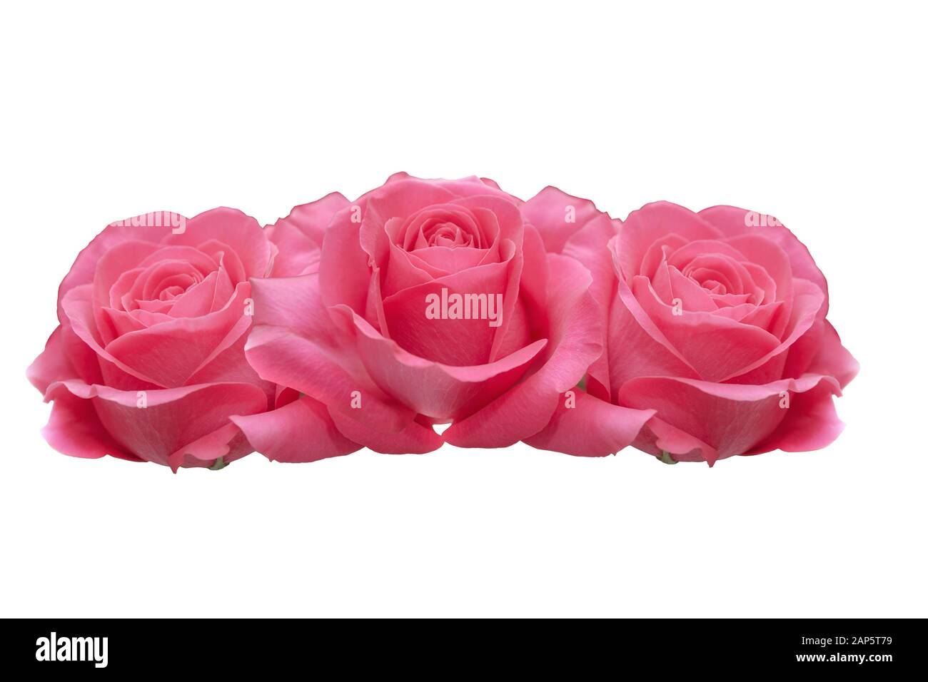 Three pink roses isolated on a white background Stock Photo - Alamy