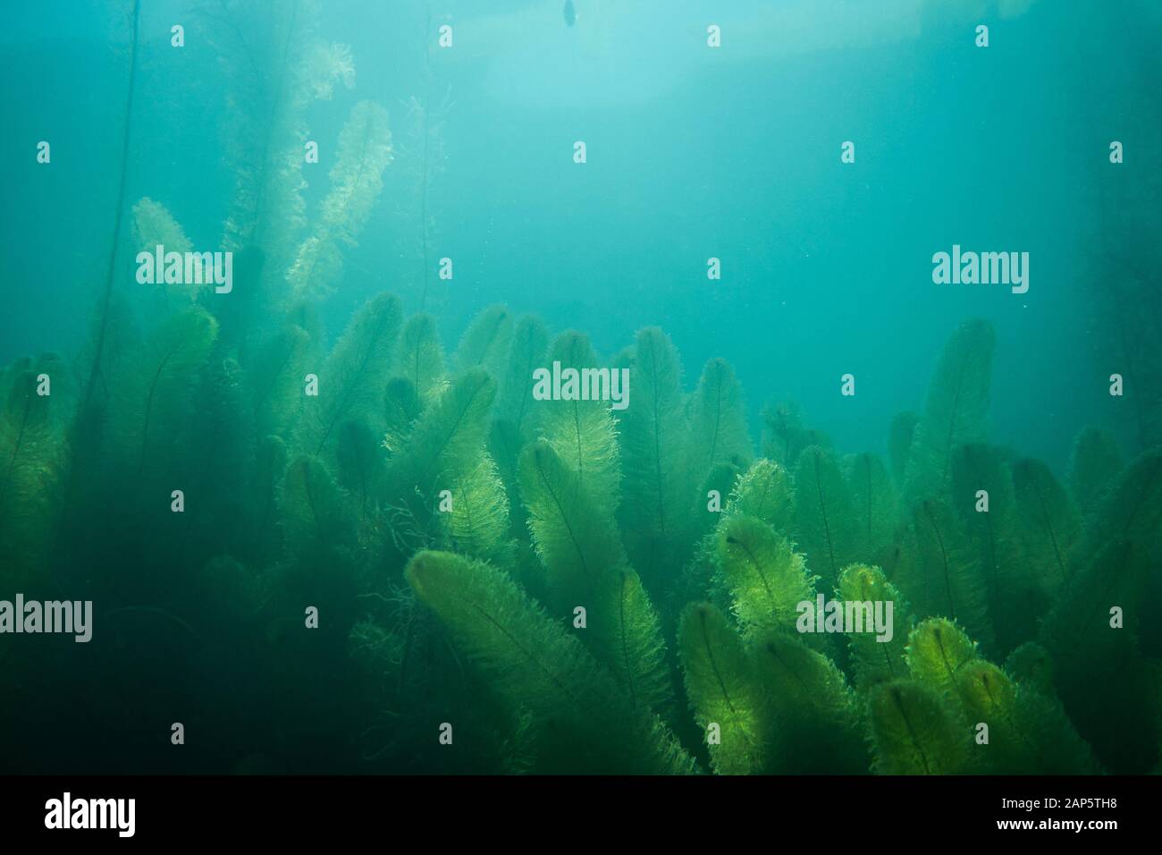Underwater flora. Underwater Plants rivers, lakes, pond Stock Photo - Alamy