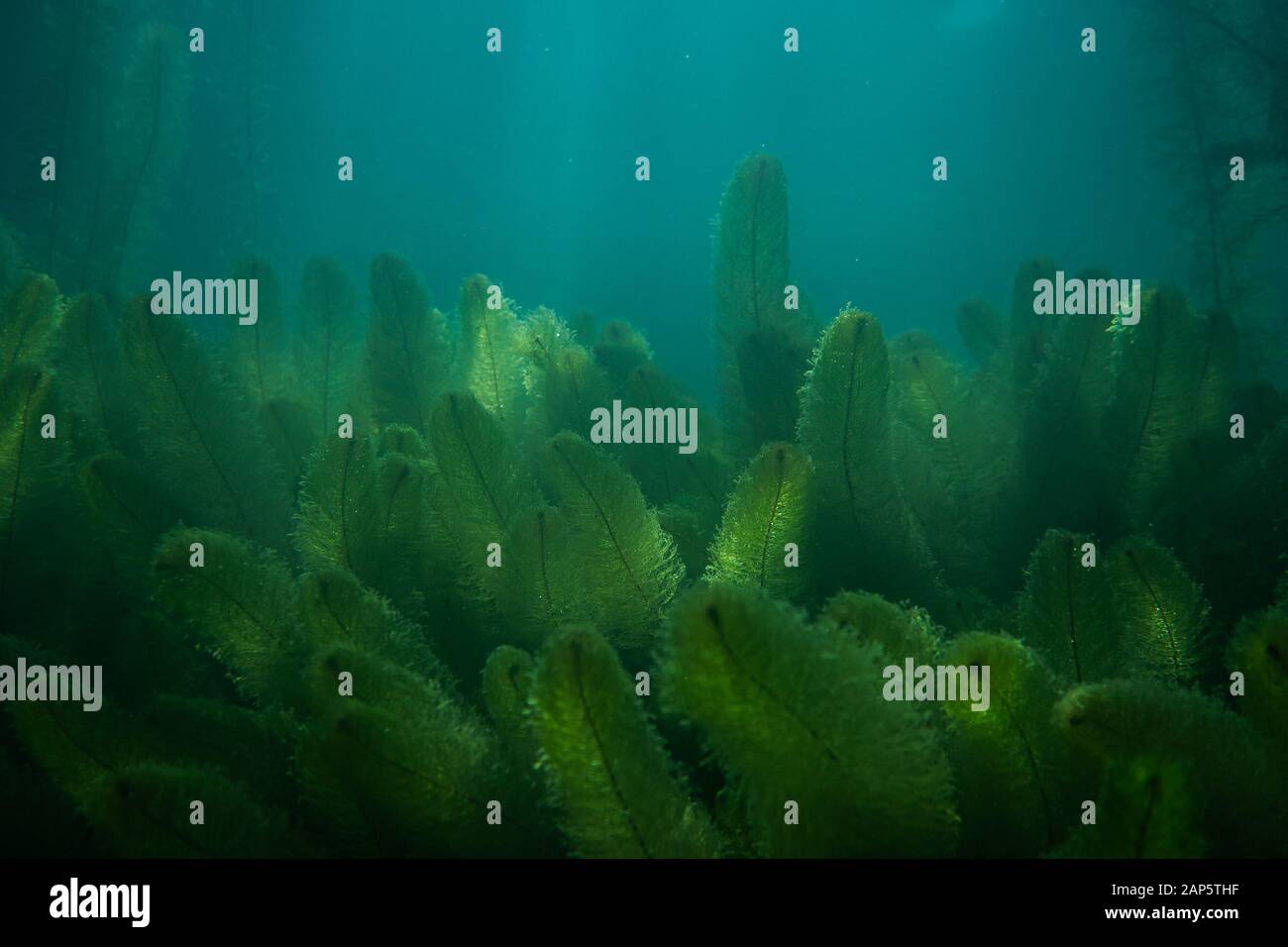 Underwater flora. Underwater Plants rivers, lakes, pond Stock Photo - Alamy