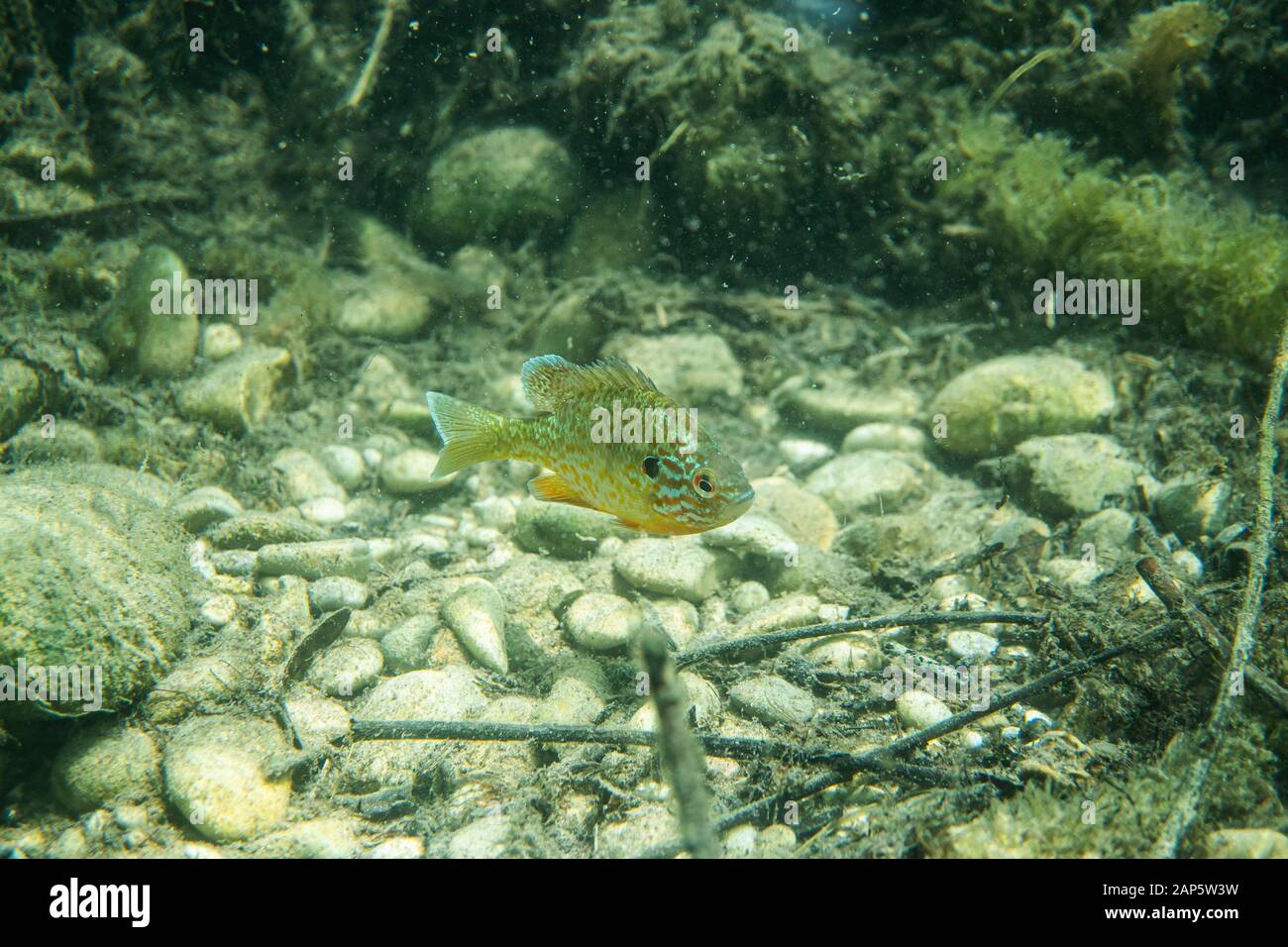 sun perch under water with some lake grass, beautiful fish under water ...