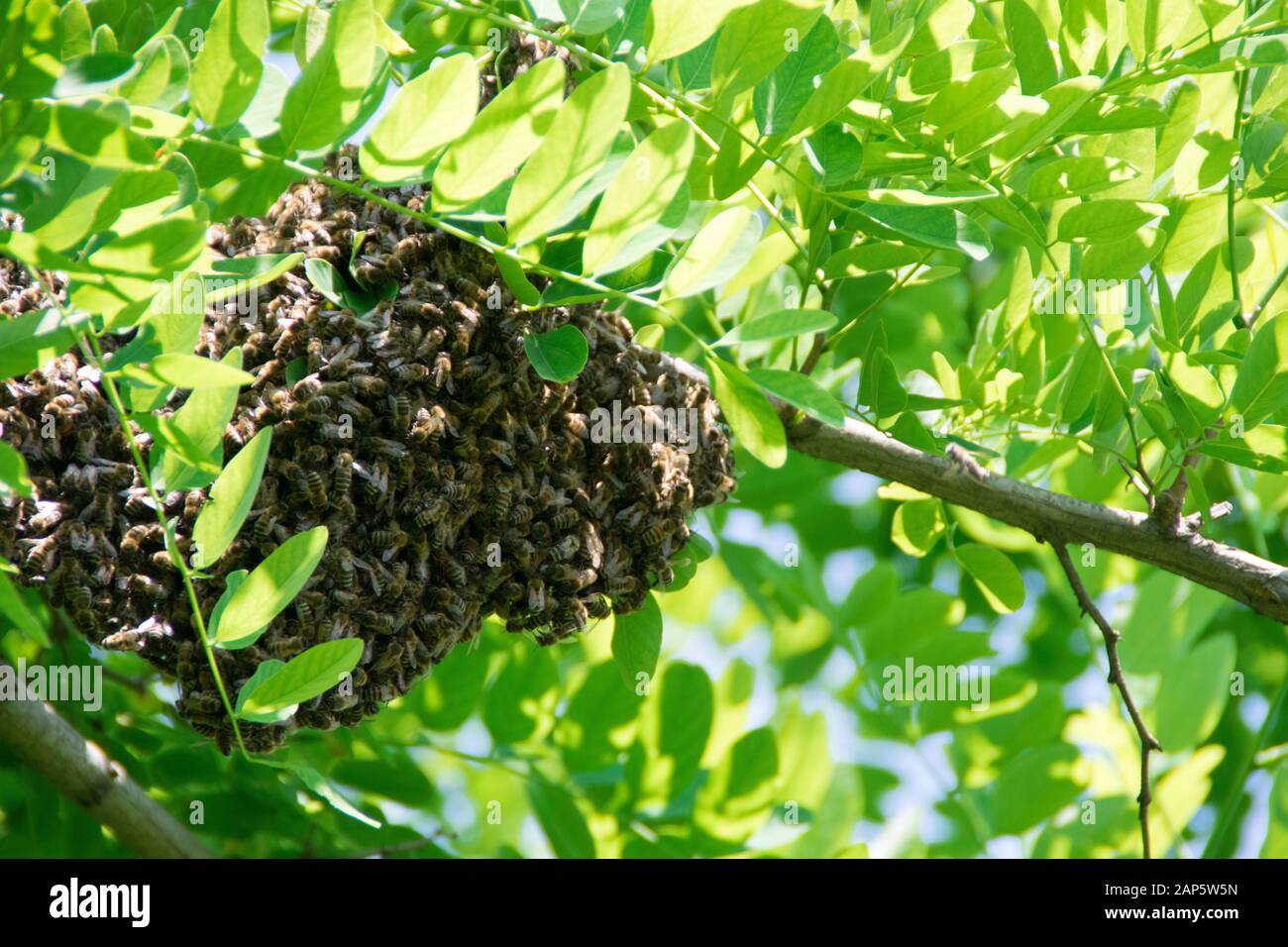 Formation of a new colony (family) bees on a branch of a Black locust ...