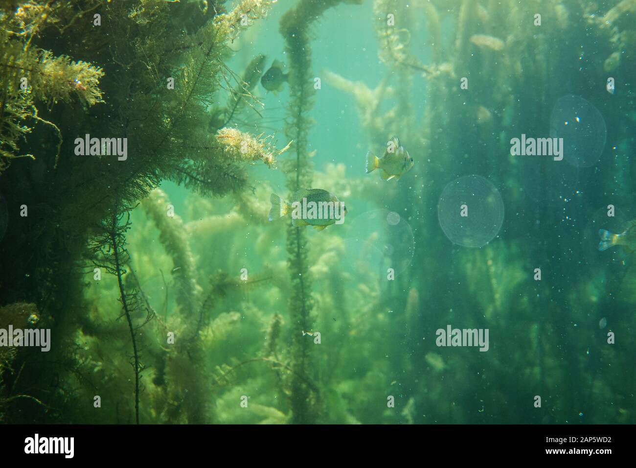 sun perch under water with some lake grass, beautiful fish under water ...