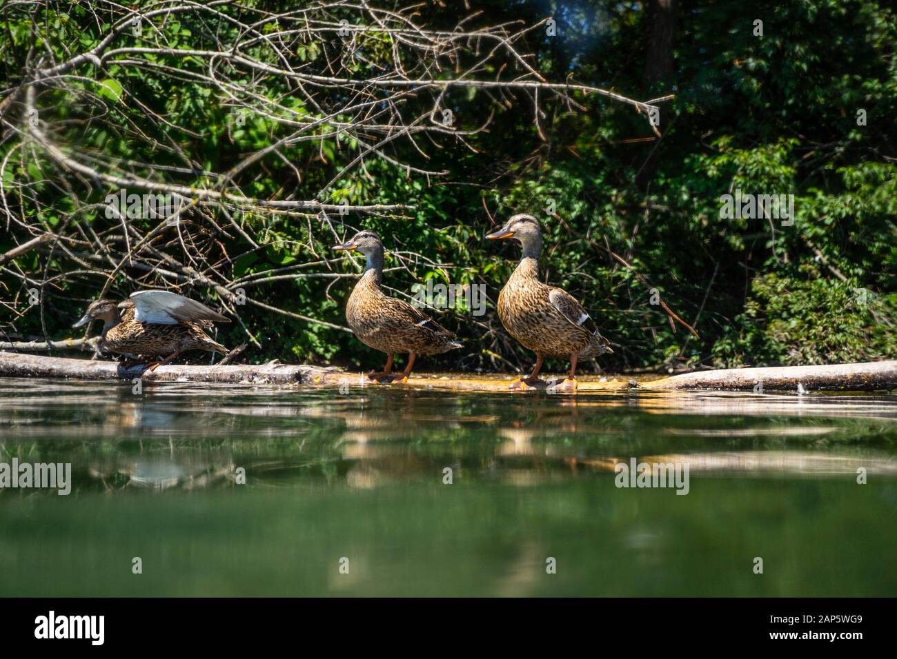 ducks on a tree with beautiful water background, ducks sitting on a ...