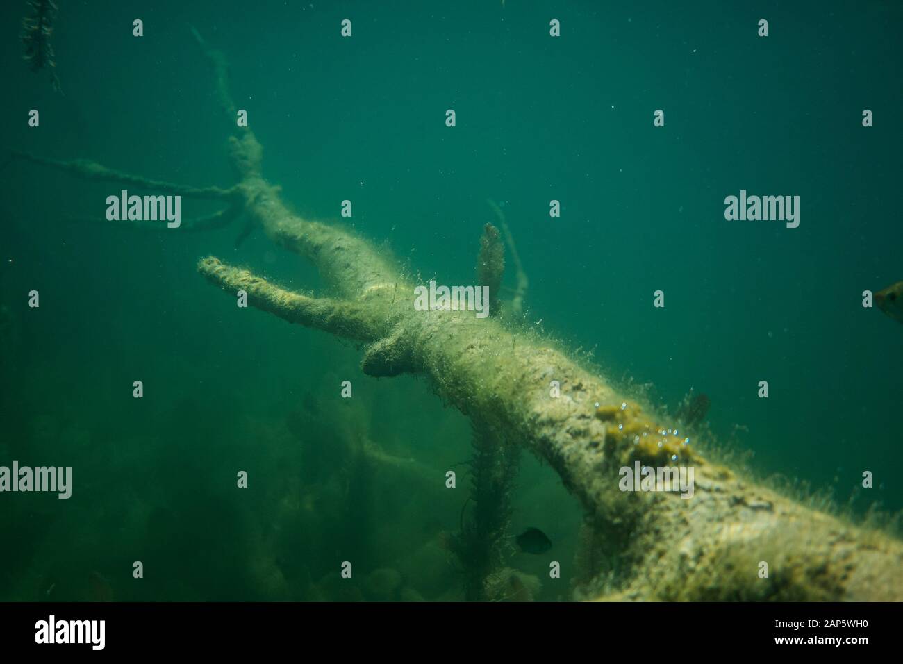 old tree under water, underwater photography of a tree image ...