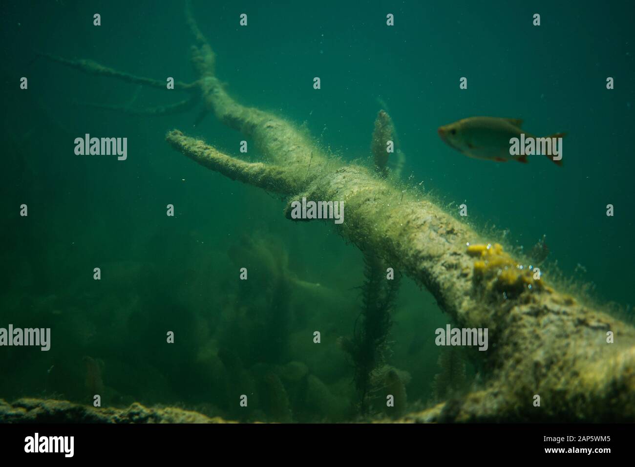 old tree under water, underwater photography of a tree image ...