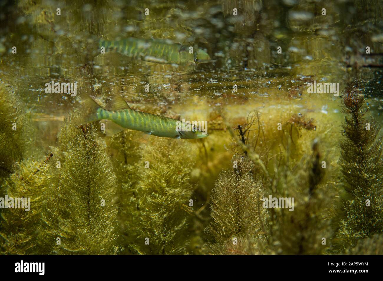 small pike in a lake in austria, swimming pike under lake grass Stock ...