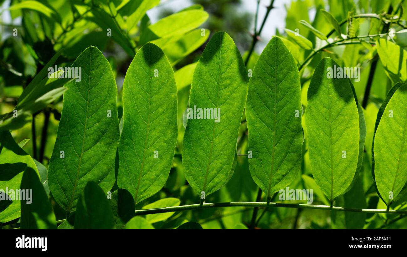 Black locust tree. Acacia leaves in summer sunshine Stock Photo - Alamy
