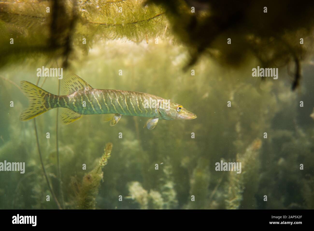small pike in a lake in austria, swimming pike under lake grass Stock ...
