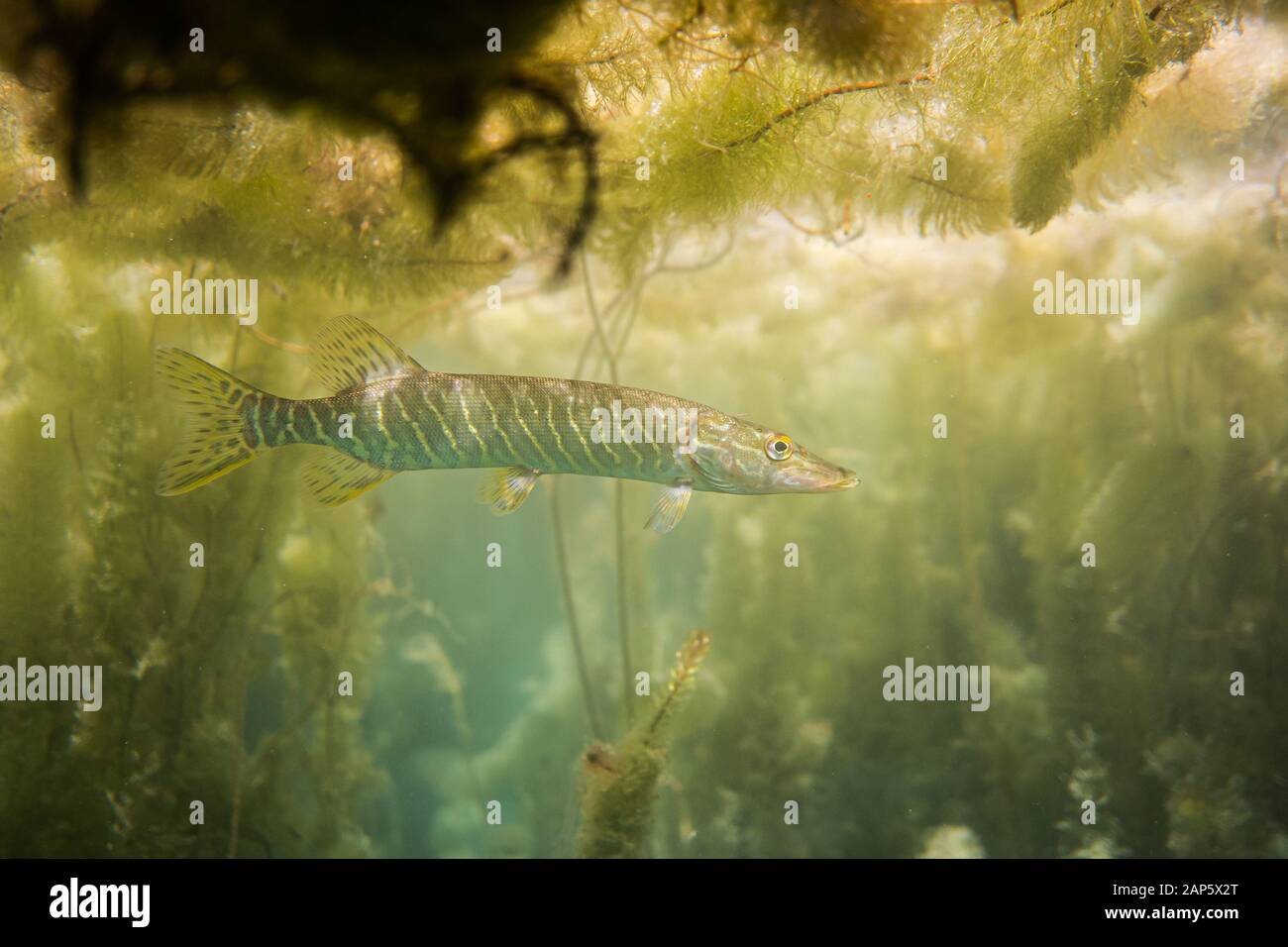 Underwater muskie hi-res stock photography and images - Alamy