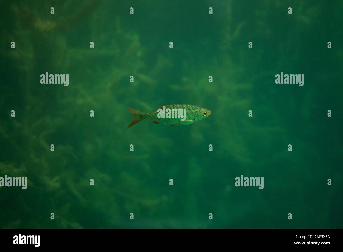 Rutilus rutilus - Roach fish in a beautiful lake in austria, underwater ...
