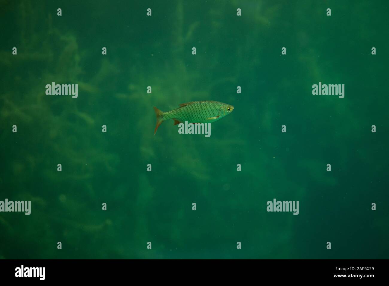 Rutilus rutilus - Roach fish in a beautiful lake in austria, underwater ...