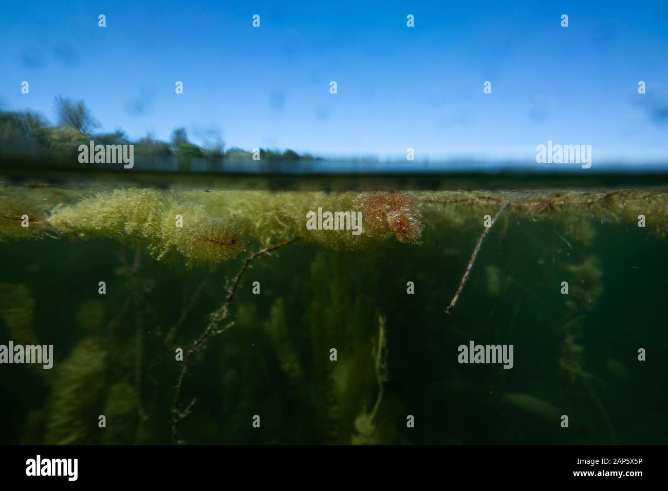 Half under water hi-res stock photography and images - Alamy