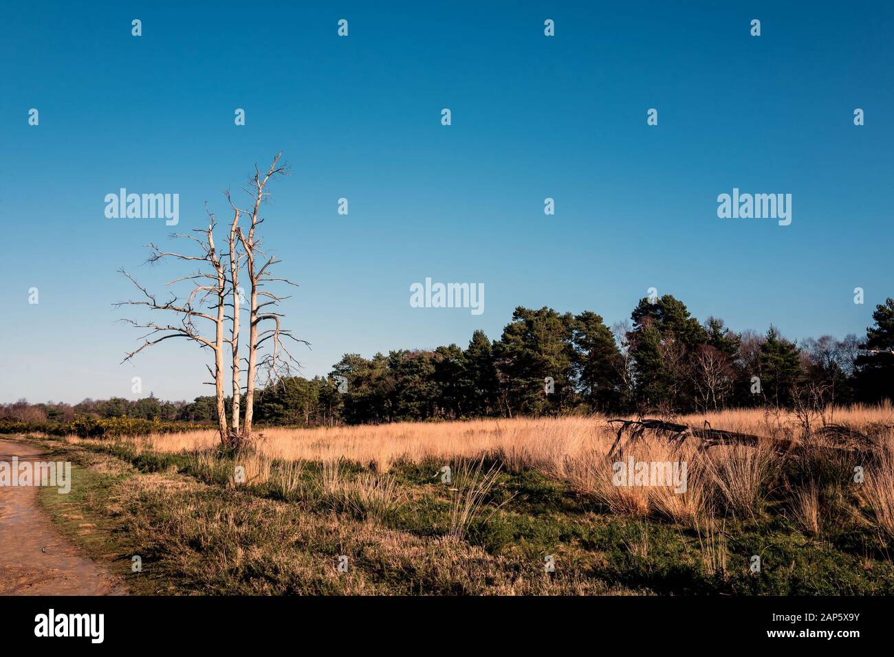 Trees in Ashdown Forest in Sussex Stock Photo - Alamy
