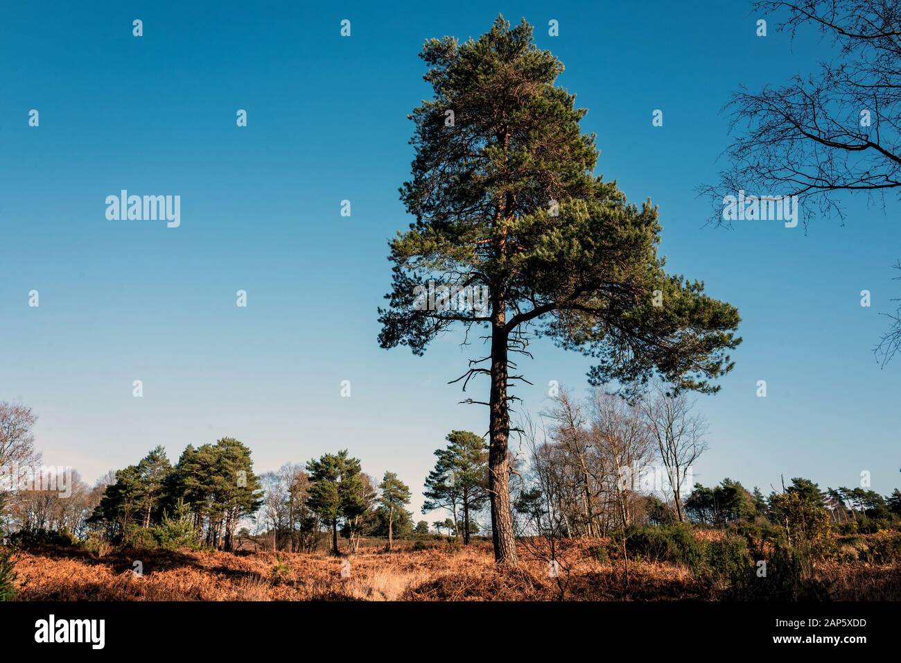 Trees in Ashdown Forest in Sussex Stock Photo - Alamy
