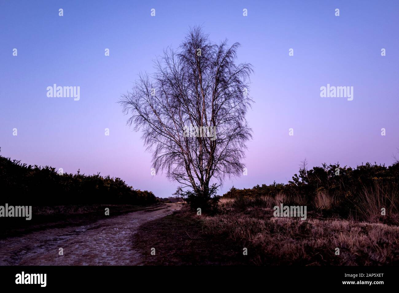 Trees in Ashdown Forest in Sussex Stock Photo - Alamy