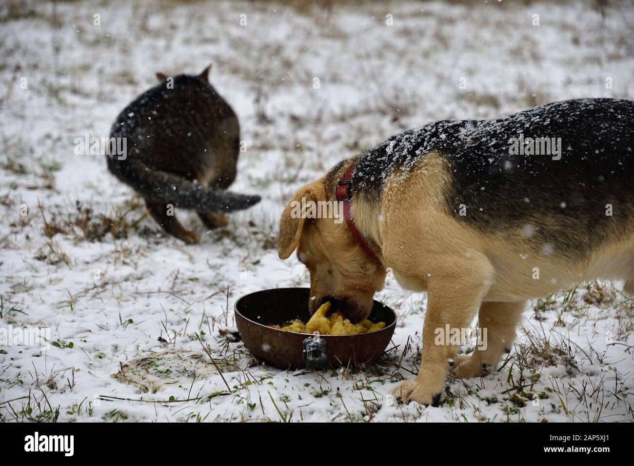 Domestic dog eating on snow and cats walking around him Stock Photo - Alamy