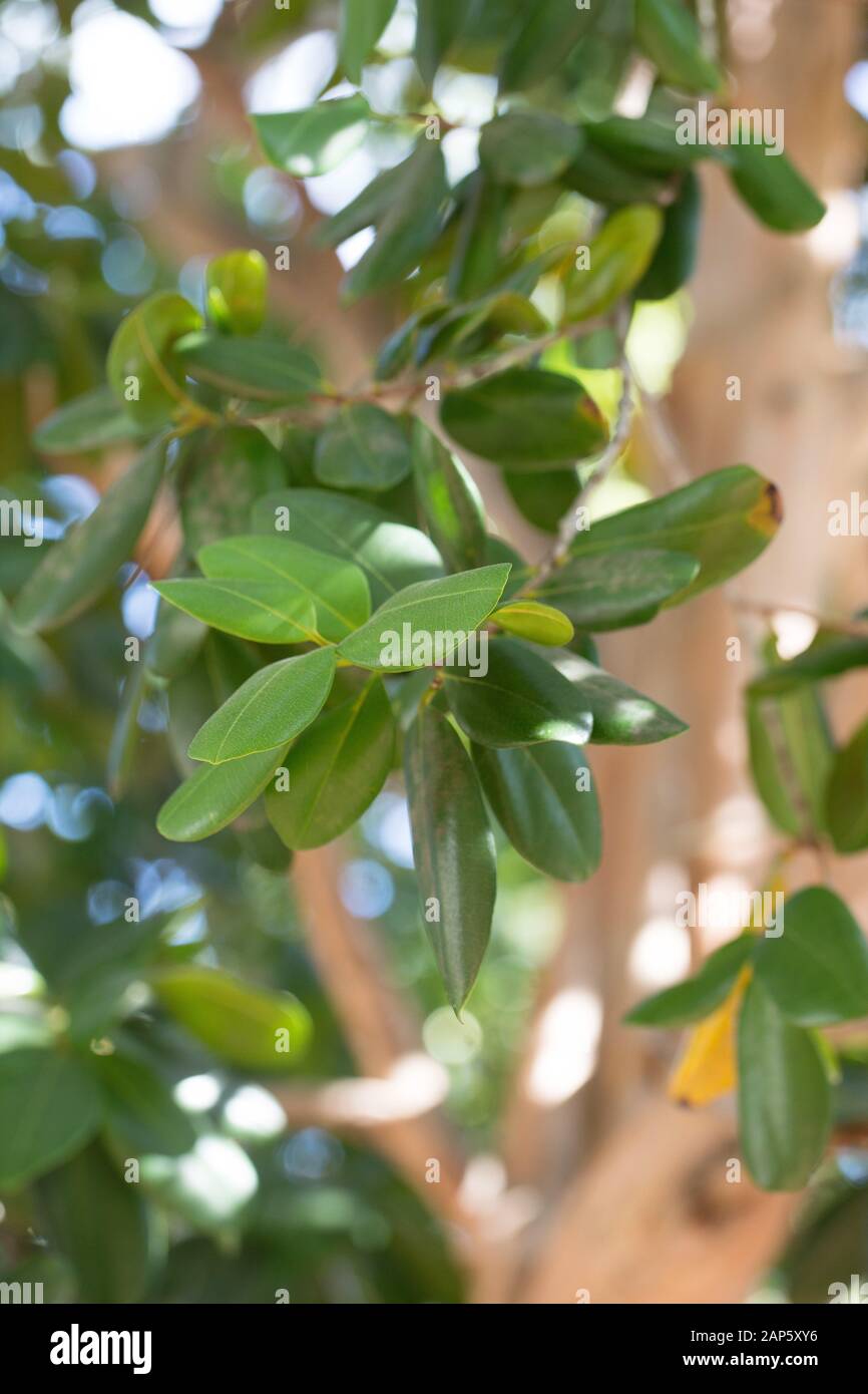 Bay rum tree hi-res stock photography and images - Alamy