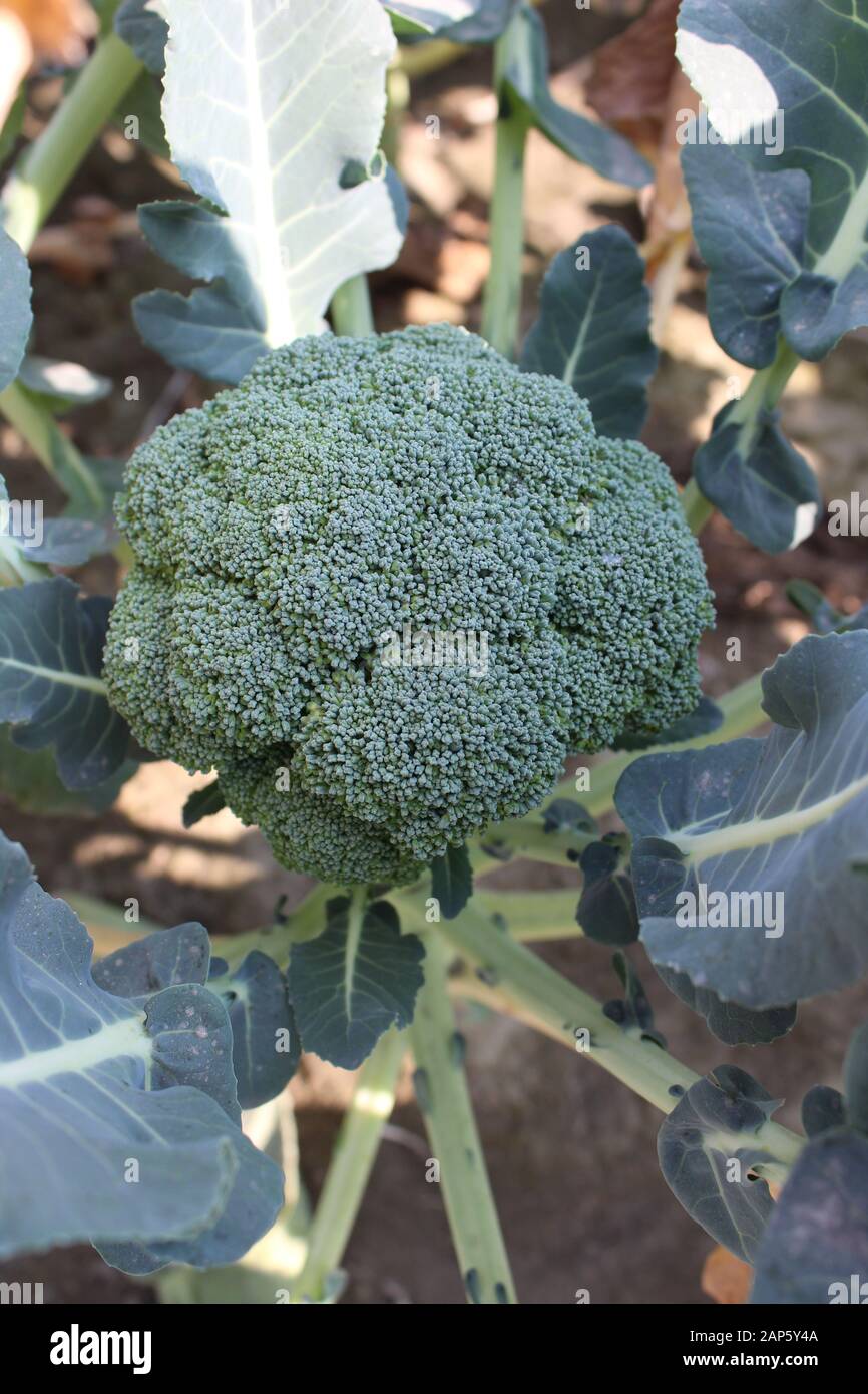 Broccoli in field hi-res stock photography and images - Alamy
