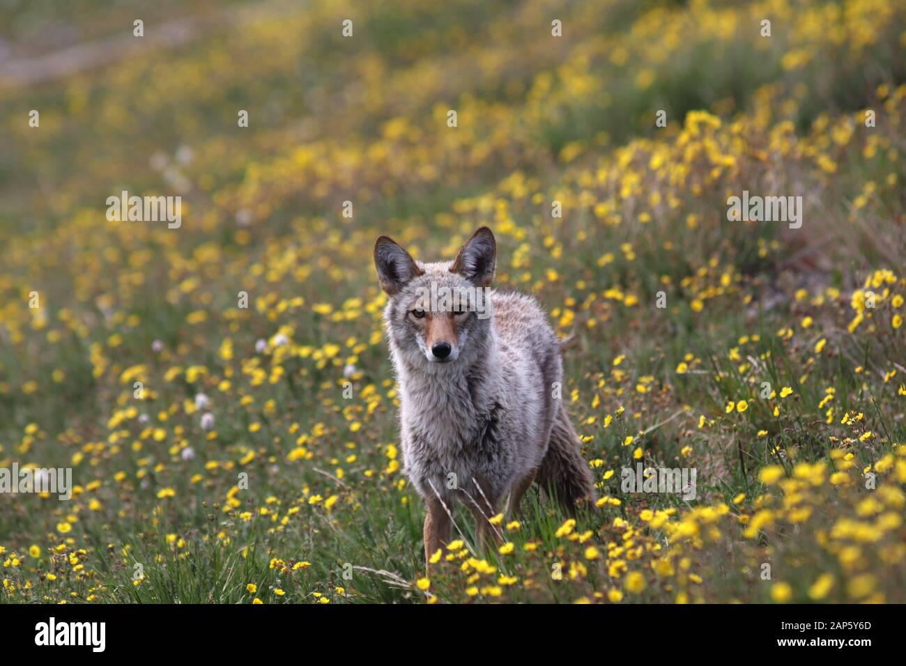 Coyote in flower alpine meadow on mountain ridge Rocky Mountains ...