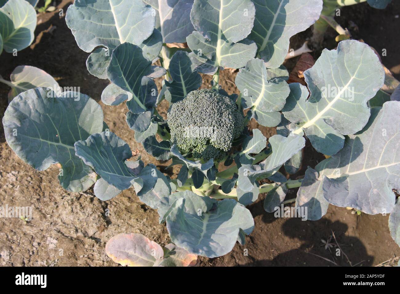 Broccoli field hi-res stock photography and images - Alamy