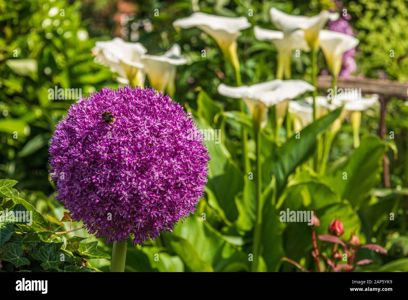 Ball shaped flowers hi-res stock photography and images - Alamy