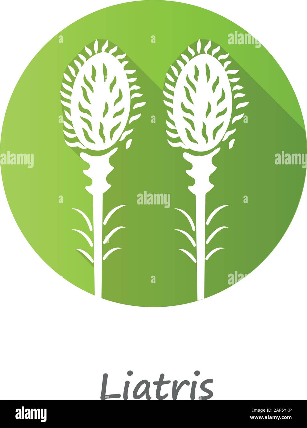 Liatris green flat design long shadow glyph icon. Blazing star blooming ...