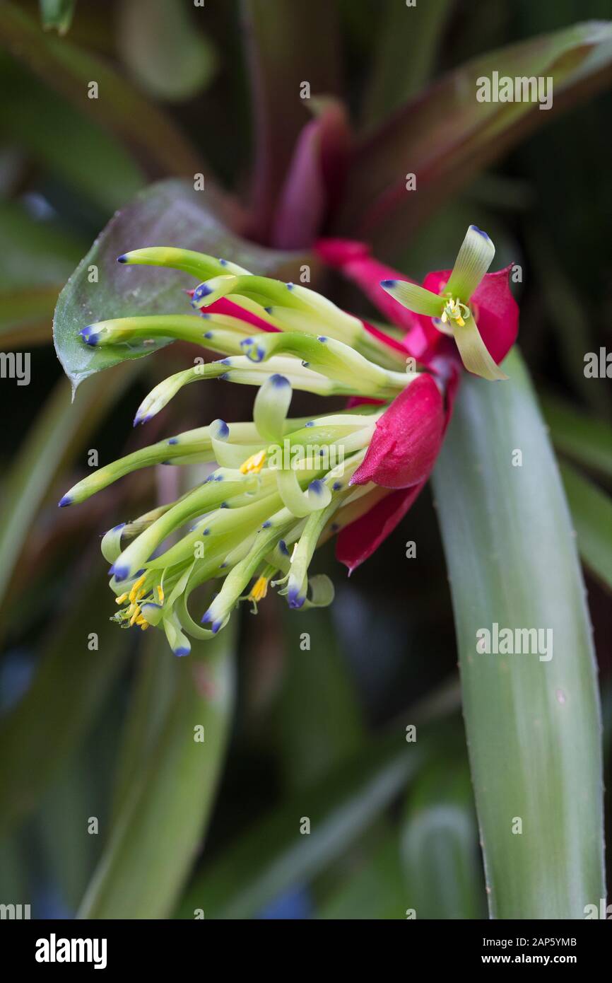 Billbergia amoena flower Stock Photo - Alamy