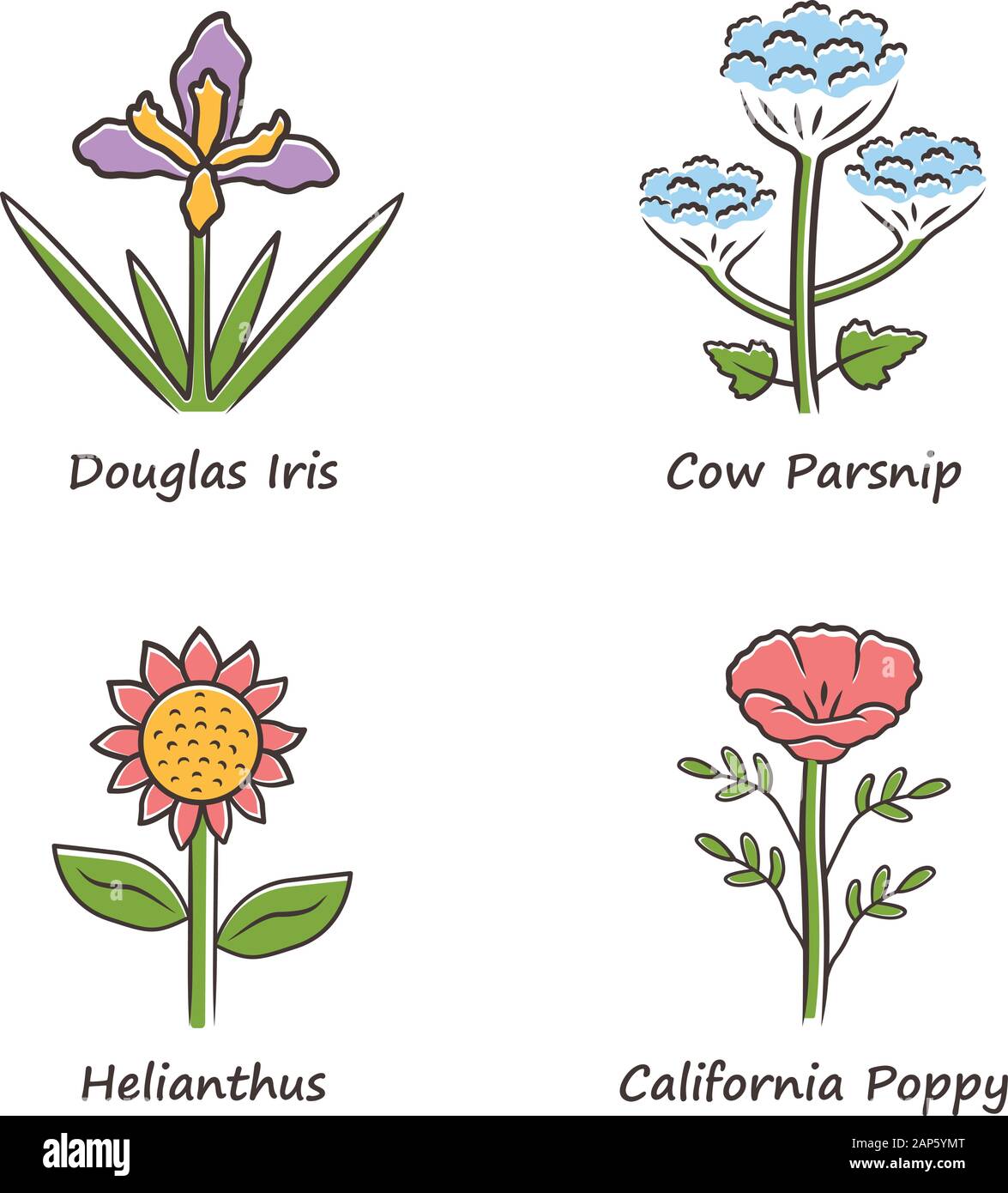 Perennial wildflowers Stock Vector Images - Alamy
