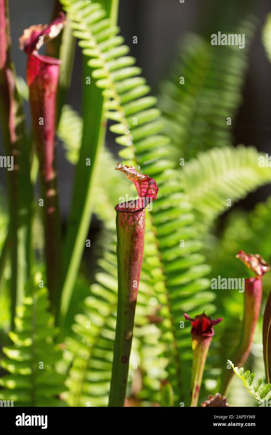 Sarracenia 'Judith Hindle' pitcher plant Stock Photo - Alamy