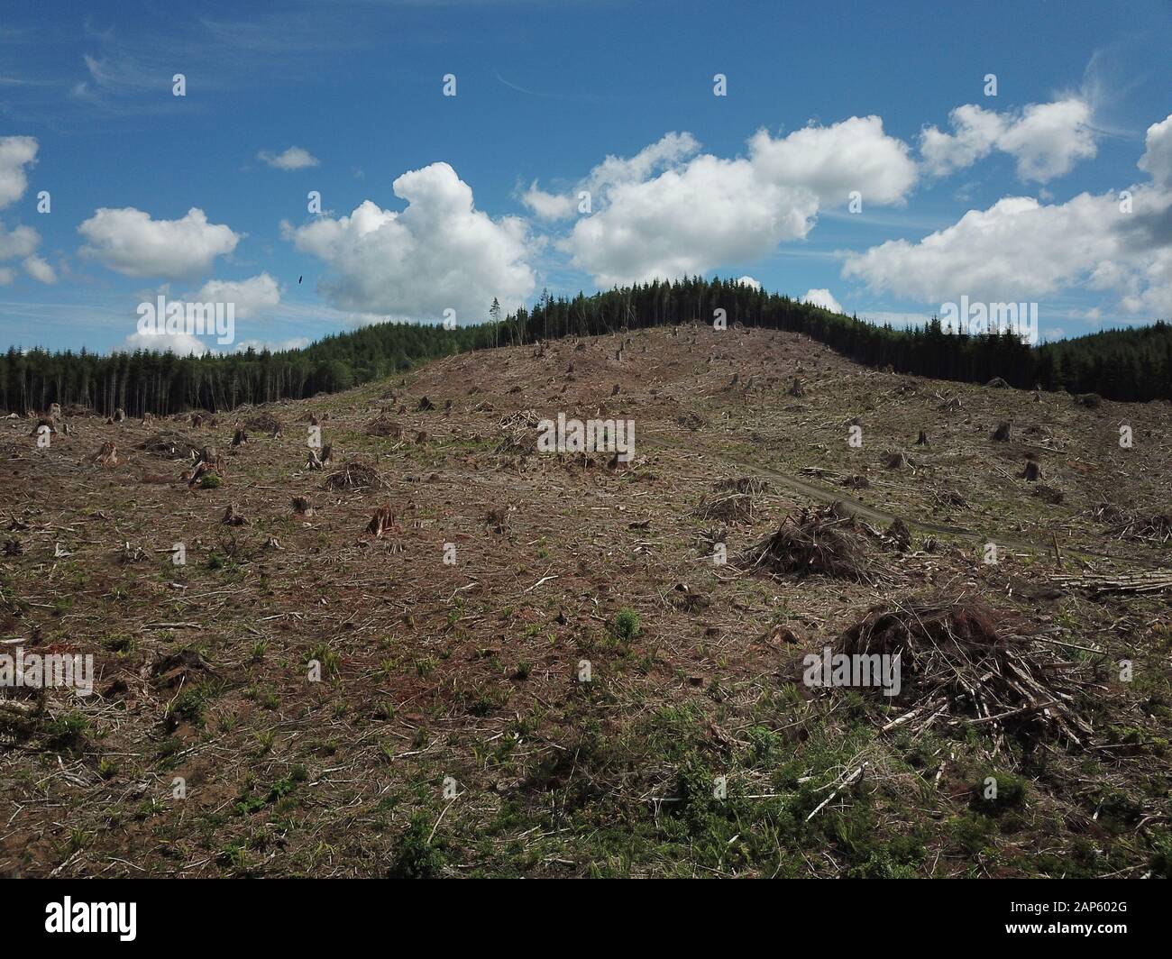 Drone aerial Clear cut logging Olympic Peninsula Stock Photo - Alamy