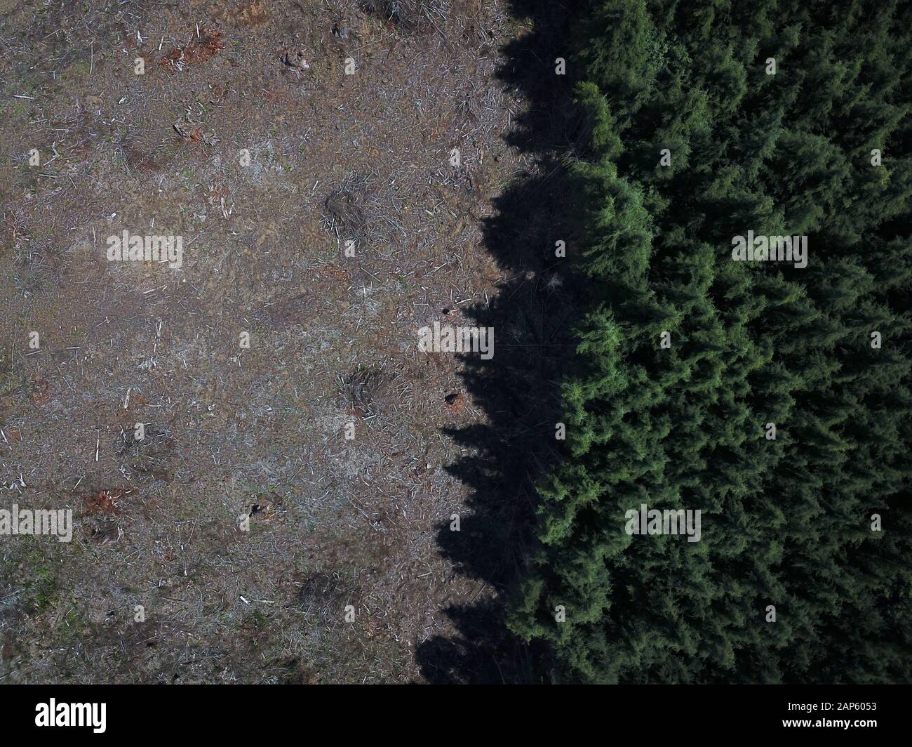 Clear Cut Logging High Resolution Stock Photography and Images - Alamy