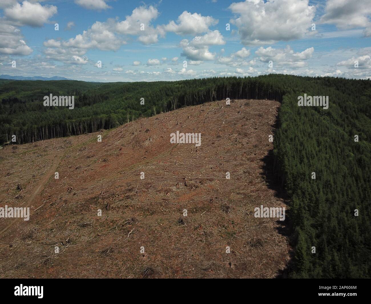 Drone aerial Clear cut logging Olympic Peninsula Stock Photo - Alamy