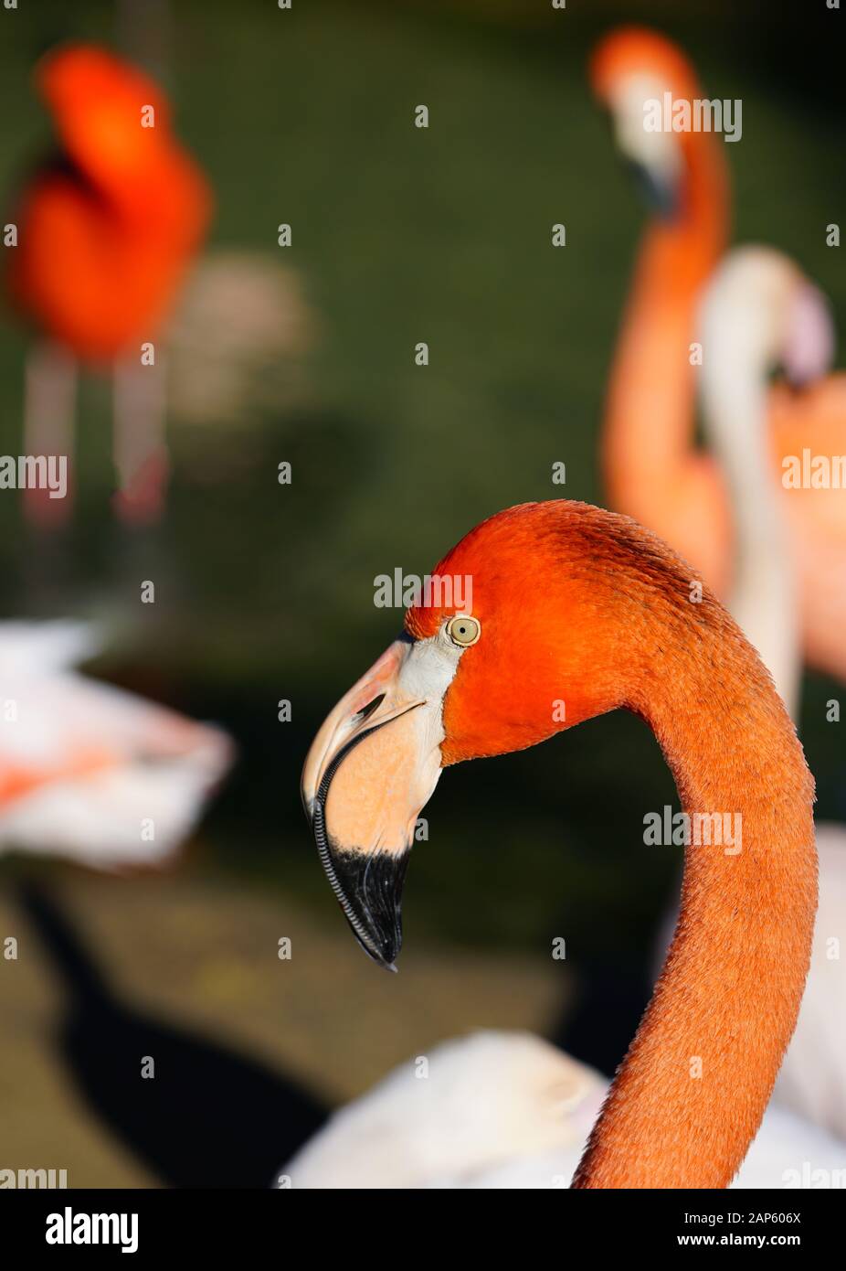 Head of a pink flamingo birds standing on one leg Stock Photo - Alamy