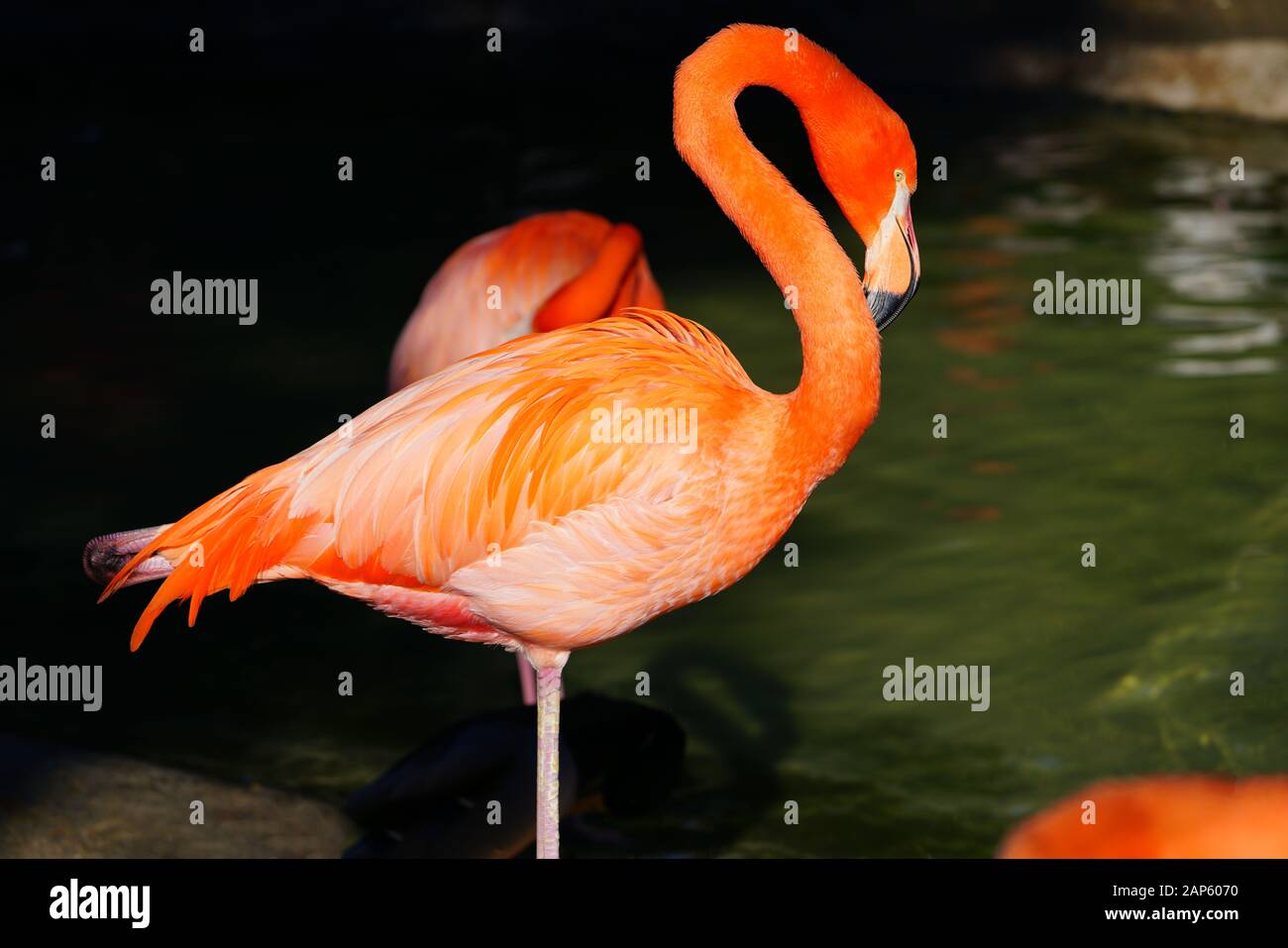 Head of a pink flamingo birds standing on one leg Stock Photo - Alamy