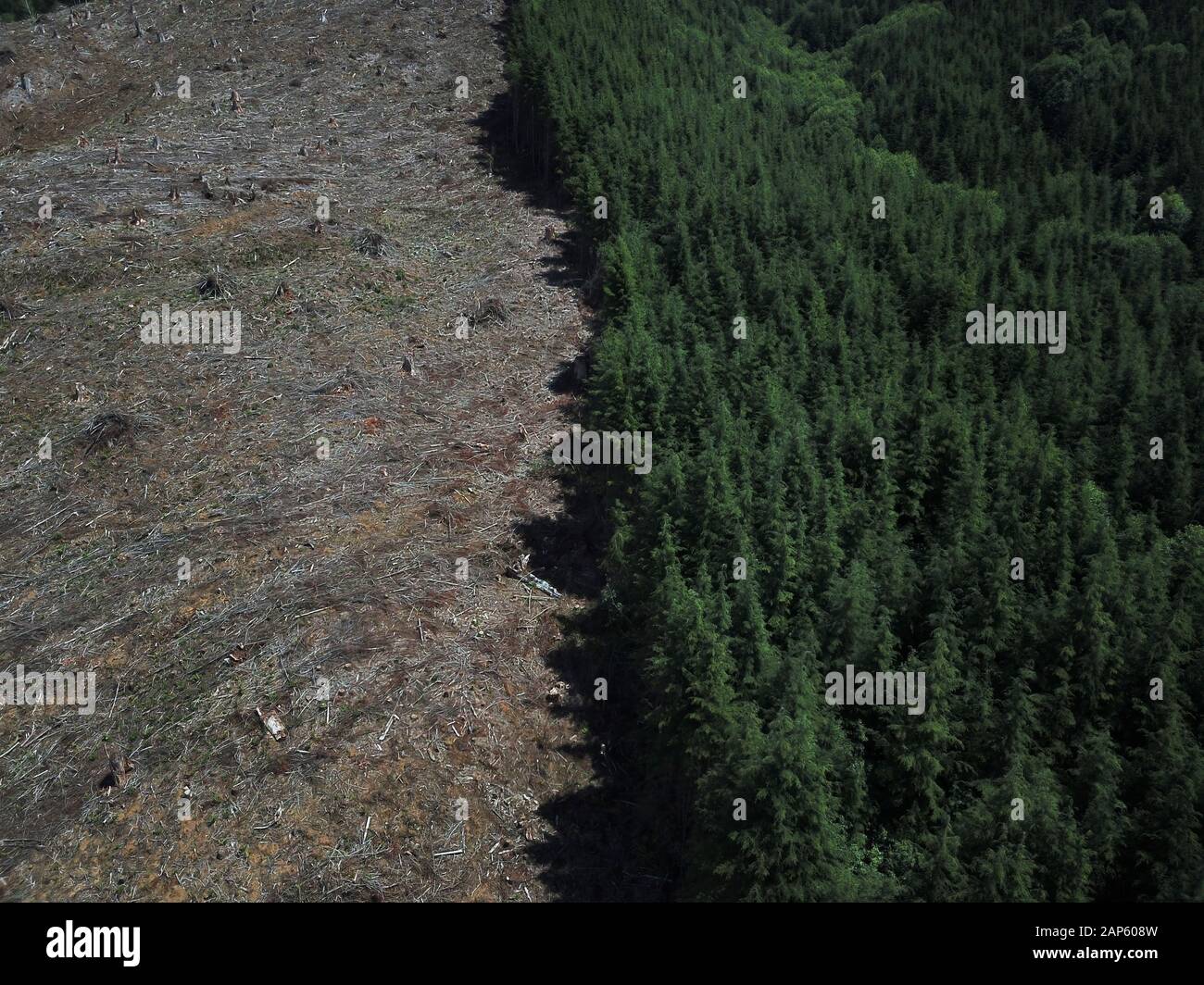 Drone aerial Clear cut logging Olympic Peninsula Stock Photo - Alamy