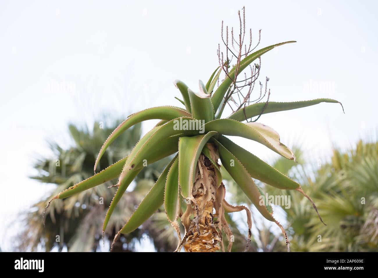 Aloe vaombe plant Stock Photo - Alamy