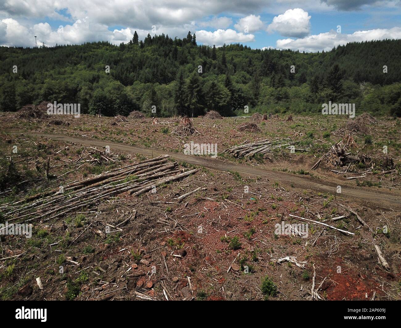 Drone aerial Clear cut logging Olympic Peninsula Stock Photo - Alamy