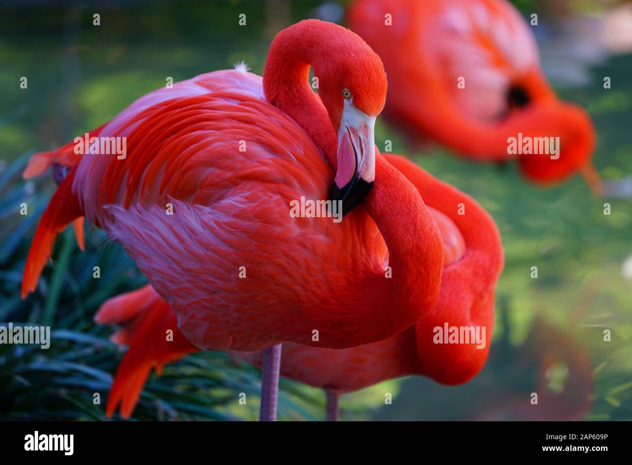 Head of a pink flamingo birds standing on one leg Stock Photo - Alamy