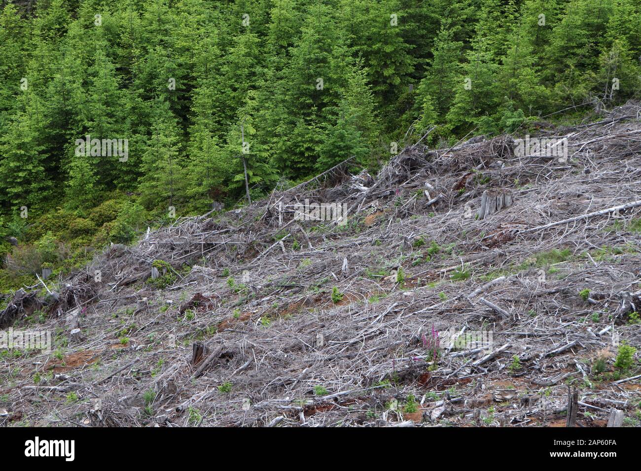 Drone aerial Clear cut logging Olympic Peninsula Stock Photo - Alamy