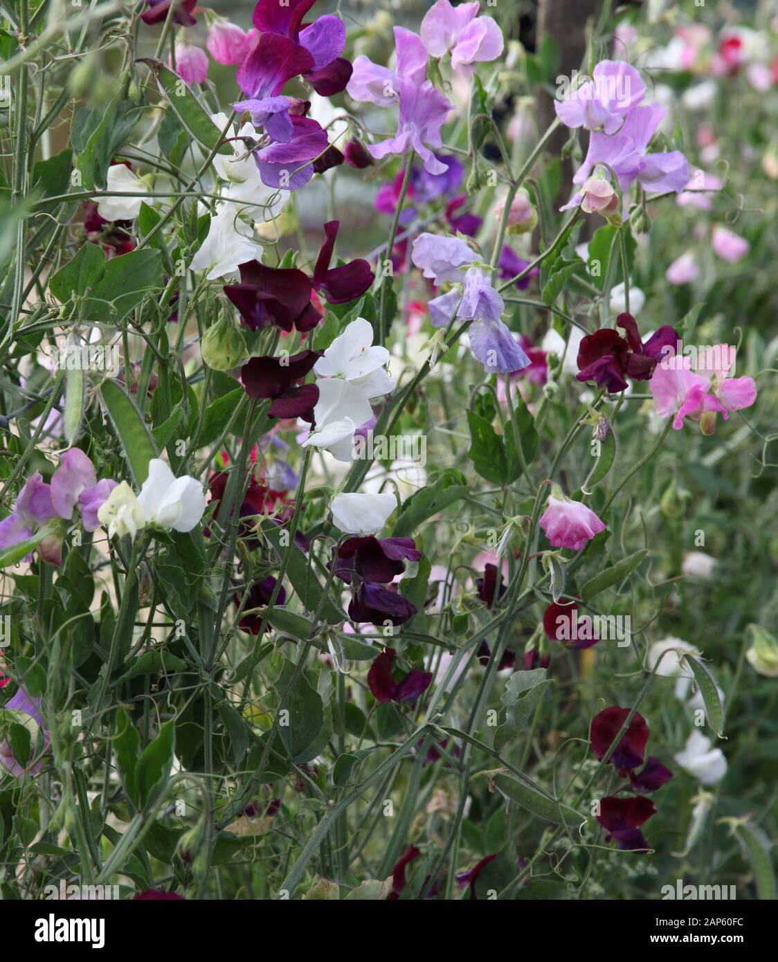 Sweet pea flowers Stock Photo - Alamy