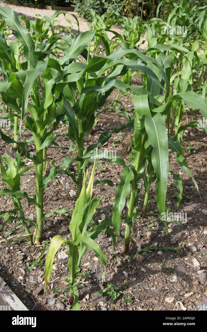 Growing grain and vegetables hi-res stock photography and images - Alamy
