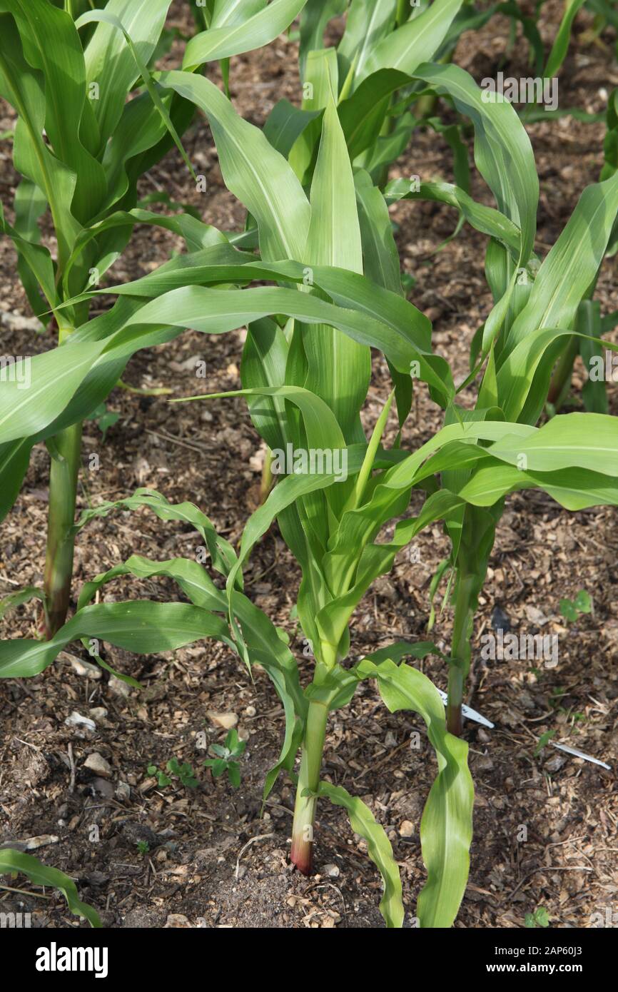 Sweetcorn growing garden hi-res stock photography and images - Alamy