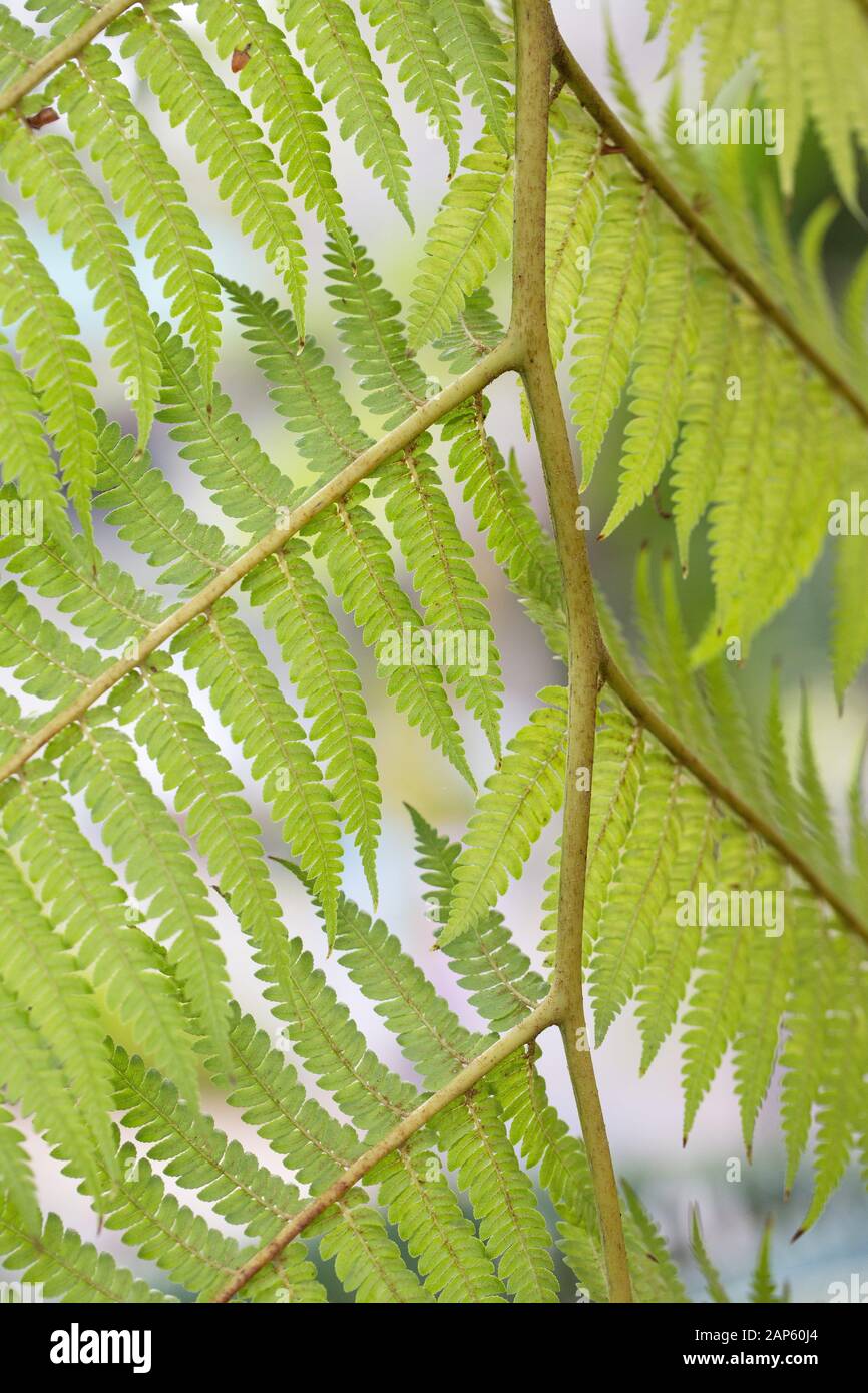 Cyathea cooperi leaves, close up Stock Photo - Alamy