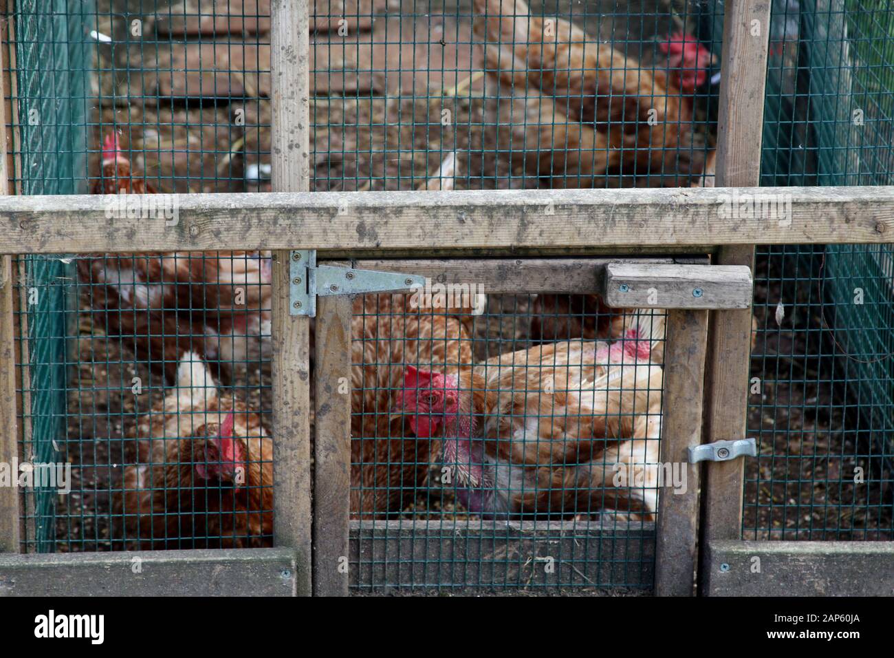 Caged chickens hi-res stock photography and images - Alamy